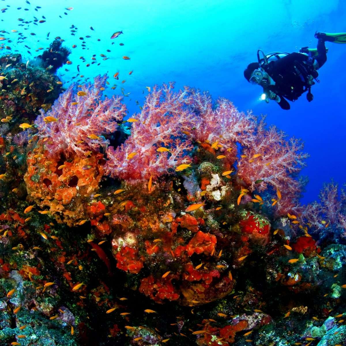 scuba-diving-sabah - Aquatron